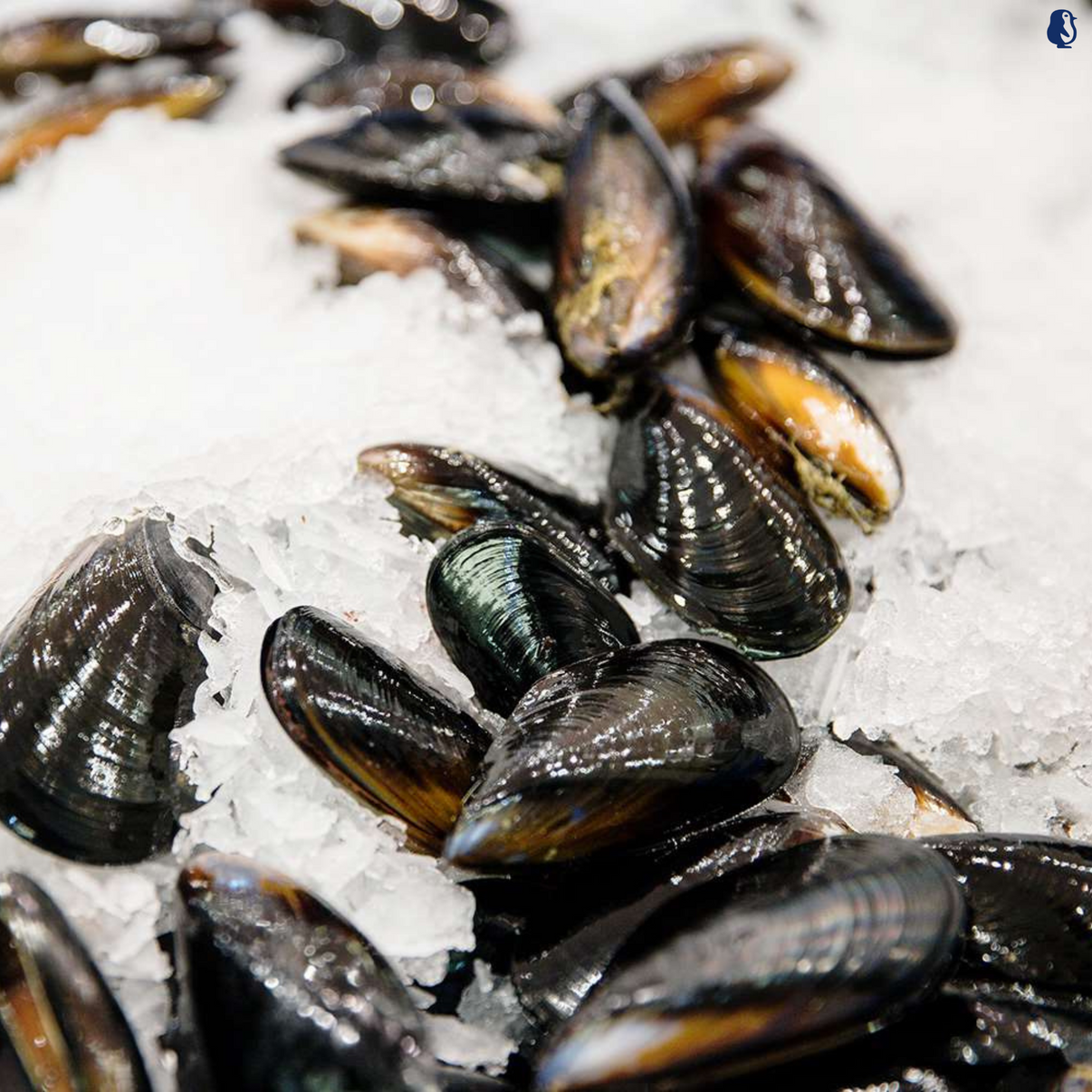 Whole Shell Black Mussels 1KG – Furozen House