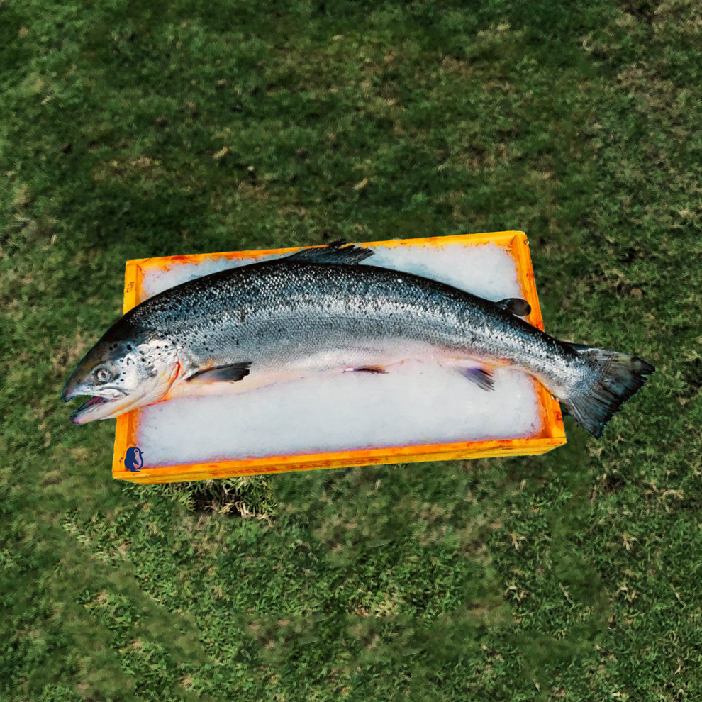 Fresh Frozen Atlantic Salmon (4.5KG-5KG) – (Not Sashimi Grade ...